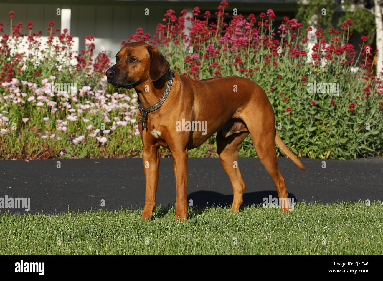 Standing hound hi-res stock photography and images - Alamy