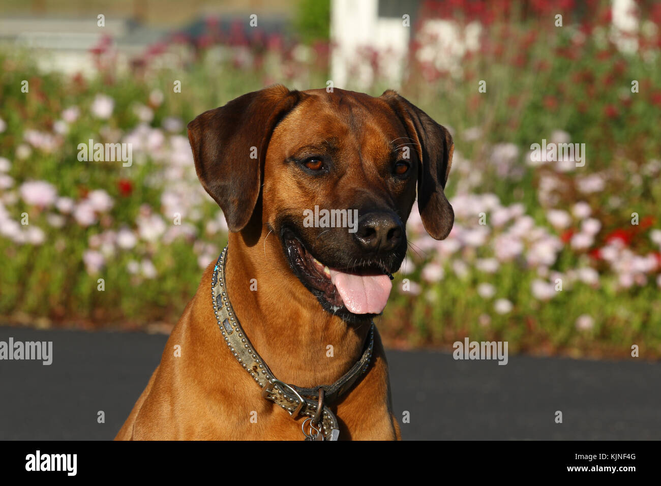 Panting lion hi-res stock photography and images - Alamy