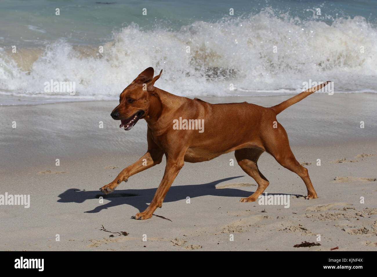 Panting lion hi-res stock photography and images - Alamy