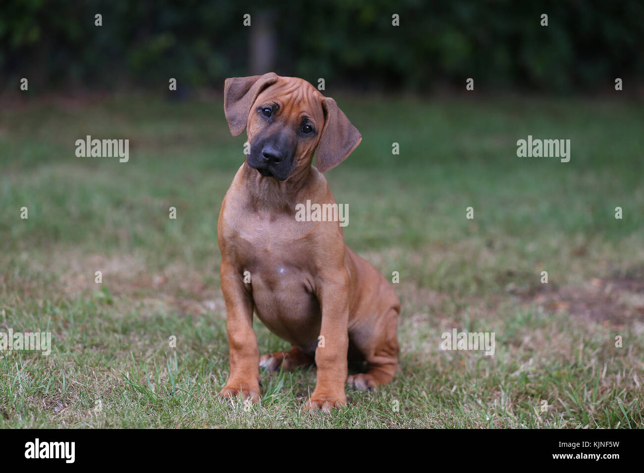 Looking sitting lion hi-res stock photography and images - Alamy