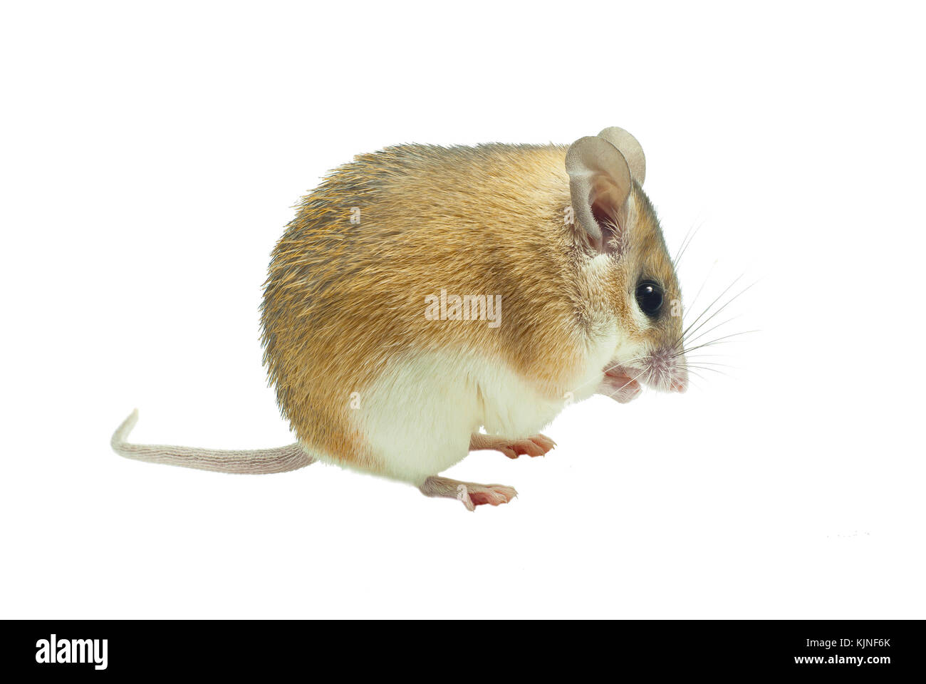 light yellow spiny mouse with white belly on a white background sits ...