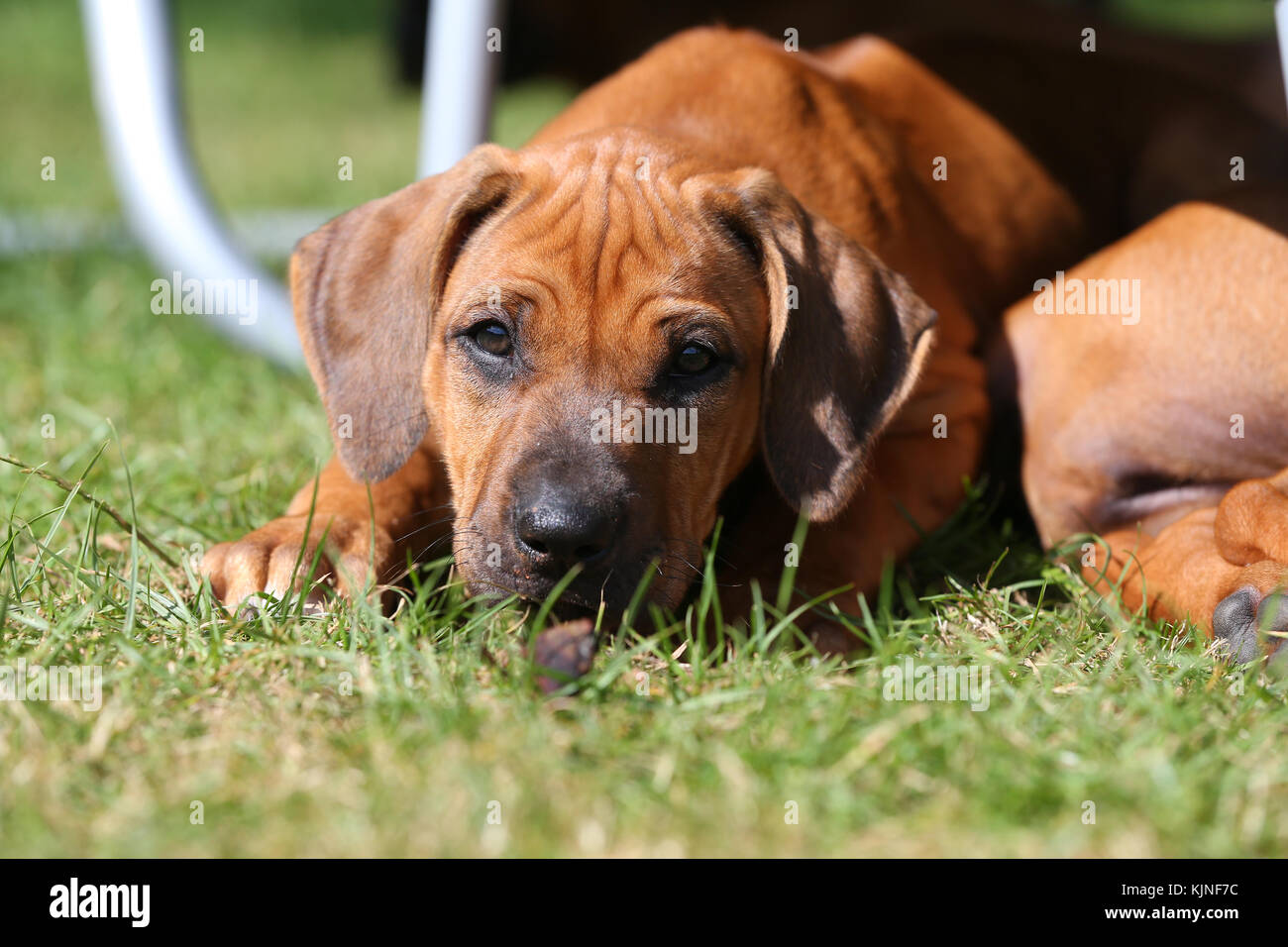 Head between paws hi-res stock photography and images - Alamy