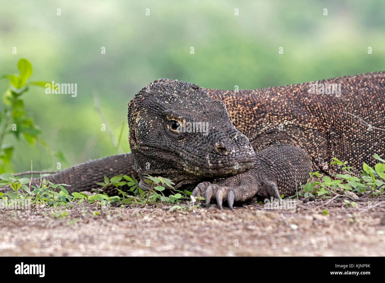Komodo dragon / Komodo monitor (Varanus komodoensis) of the Indonesian ...