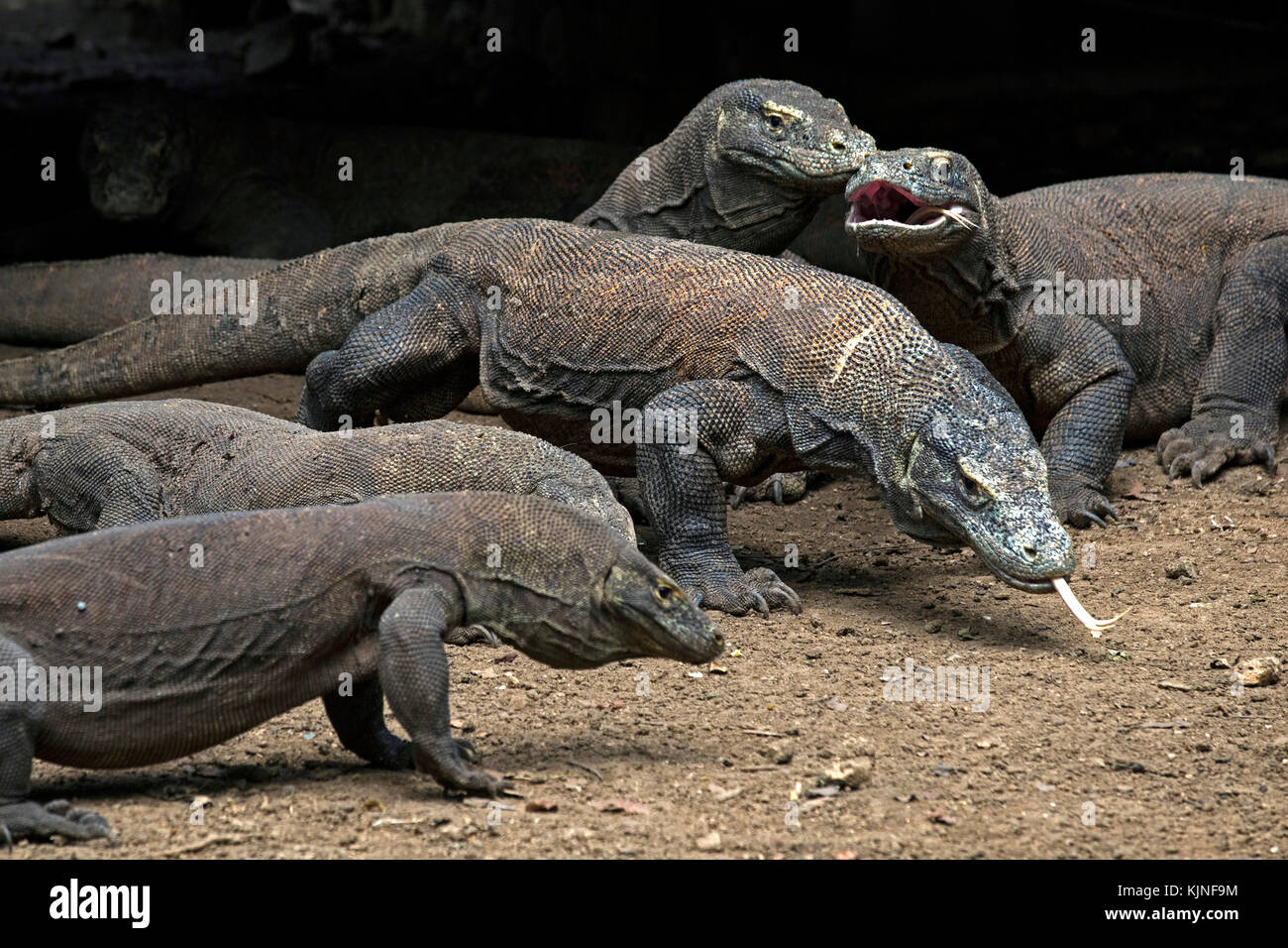 Komodo dragons / Komodo monitors (Varanus komodoensis) of the ...