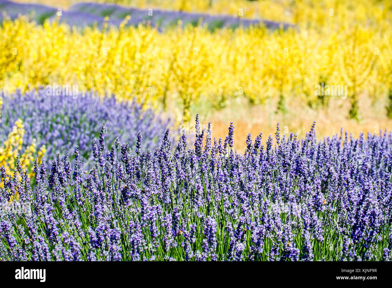 Blossoming of lavander flowers Stock Photo - Alamy