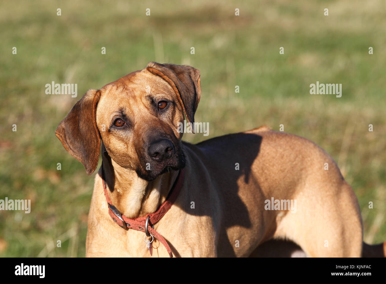 Rhodesian ridgeback dog hound hi-res stock photography and images - Alamy