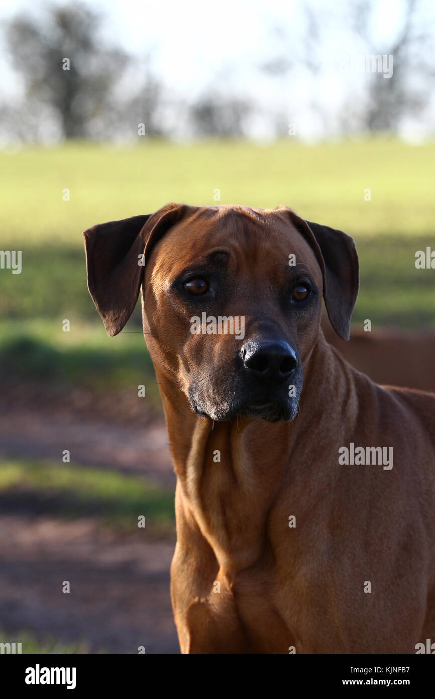 African lion hound hi-res stock photography and images - Alamy
