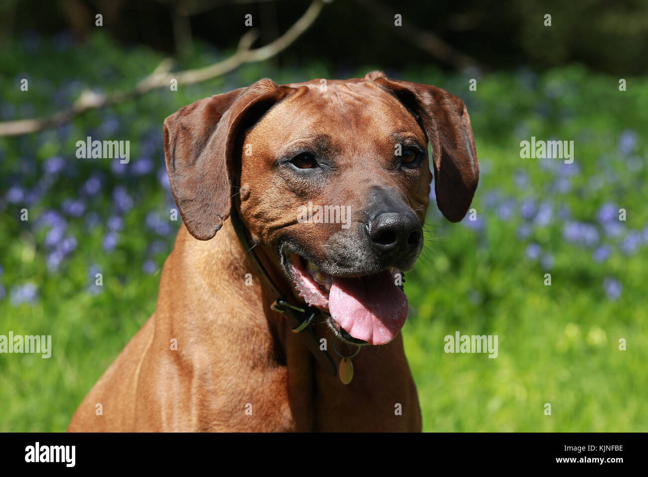 Rhodesian Ridgeback Lion High Resolution Stock Photography and Images ...