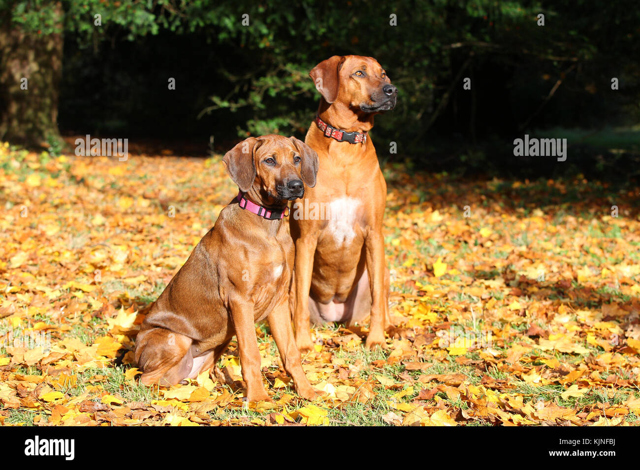 20 leaves hi-res stock photography and images - Alamy