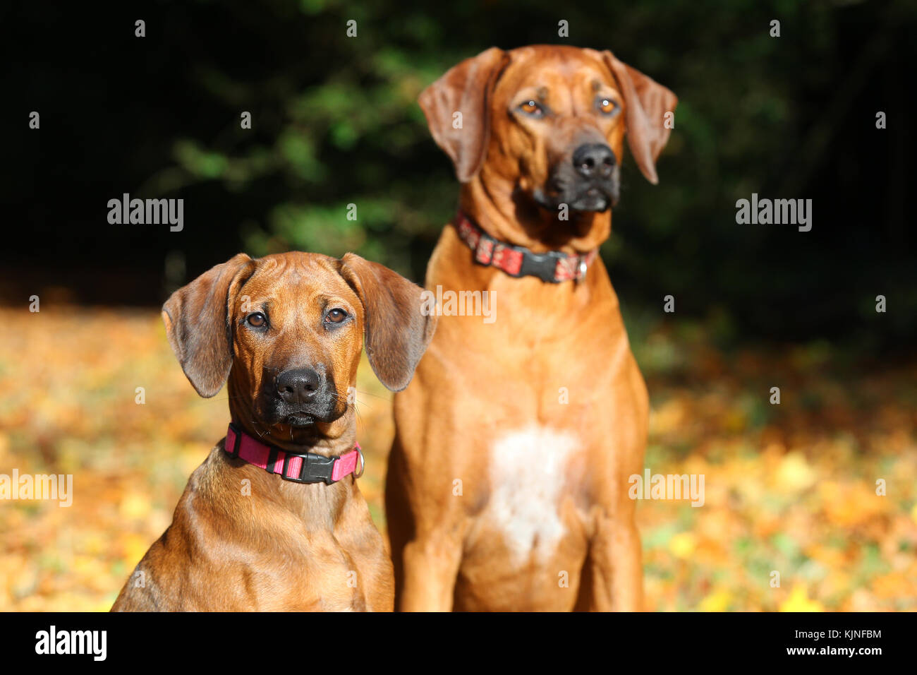 African Hound Dog High Resolution Stock Photography and Images - Alamy