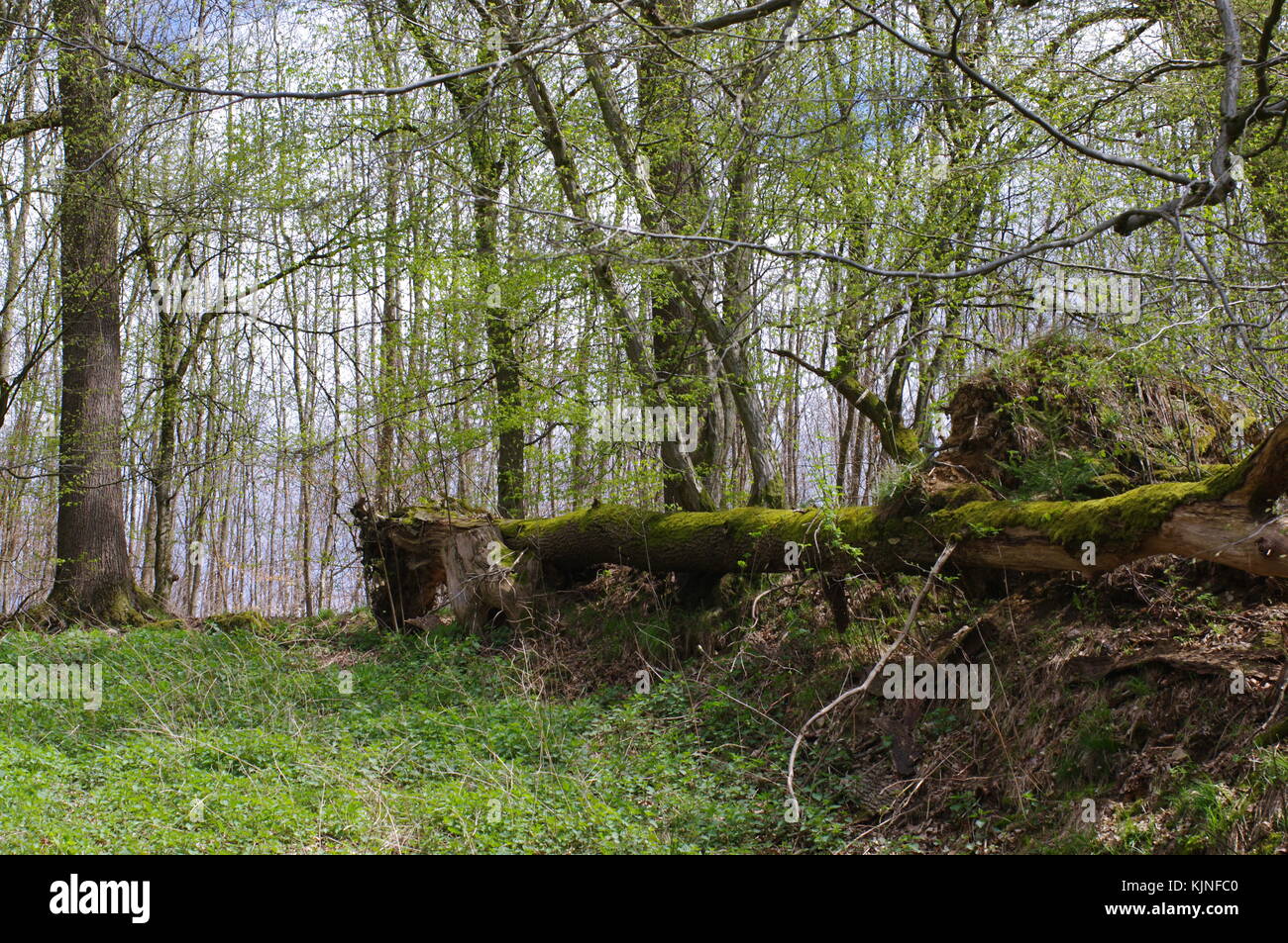 Forest during fall season with huge trees Stock Photo - Alamy