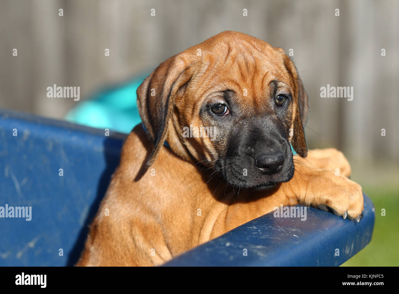 6 week old puppy hi-res stock photography and images - Alamy