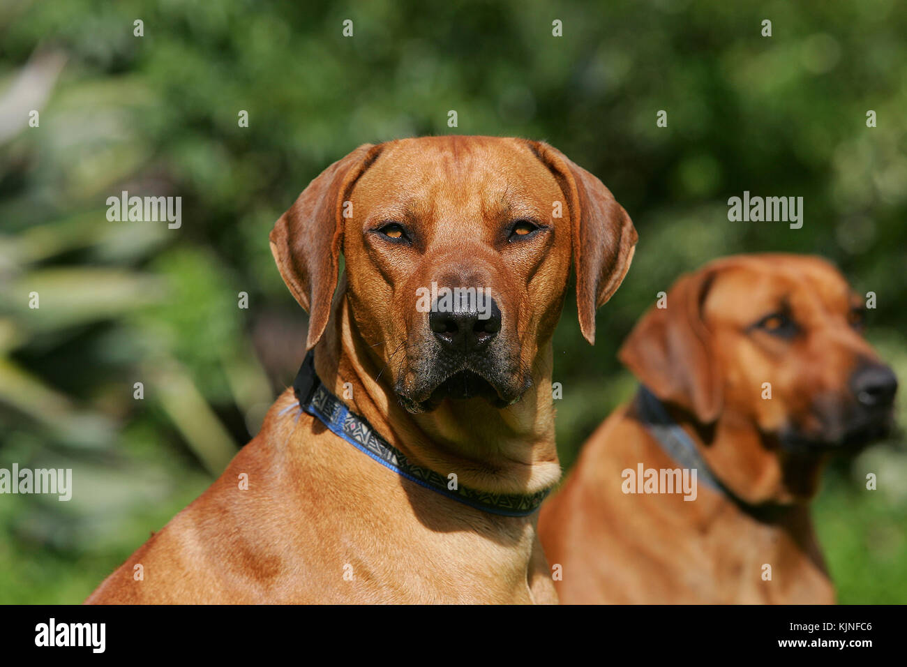 African lion hound hi-res stock photography and images - Alamy
