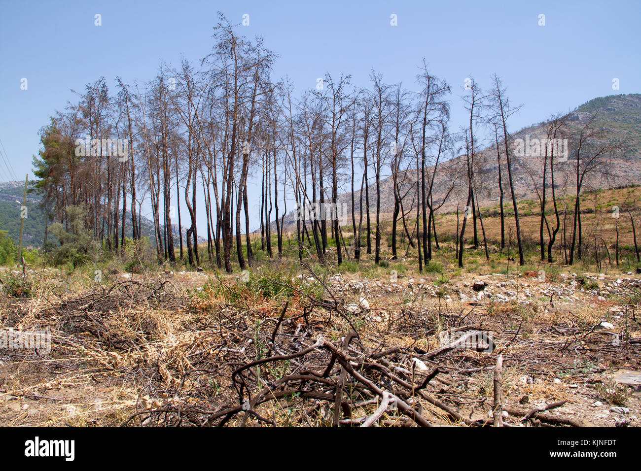 forest after fire Stock Photo - Alamy