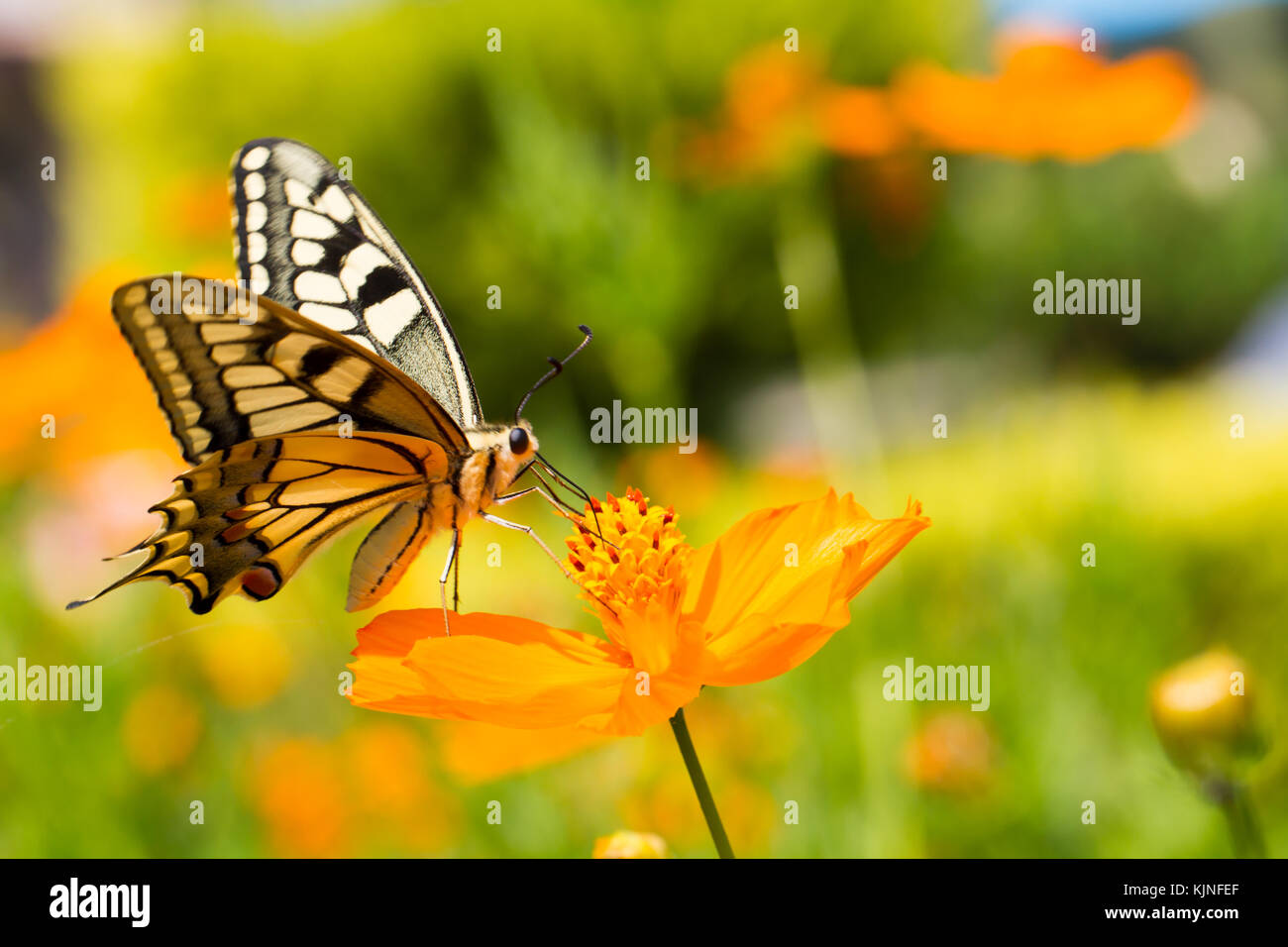 Closeup butterfly on flower hi-res stock photography and images - Alamy