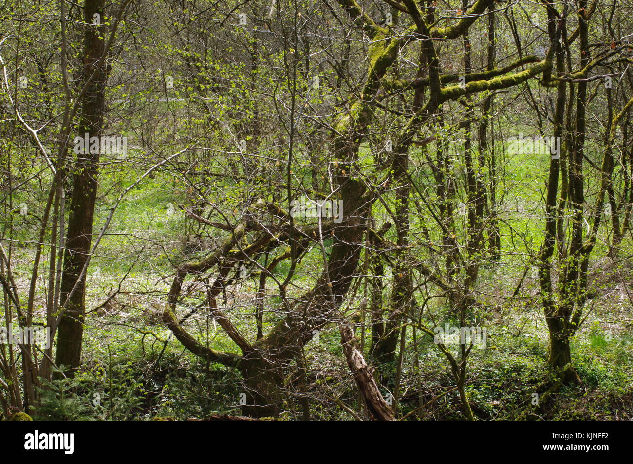 Different Trees at a forest landscape Stock Photo - Alamy