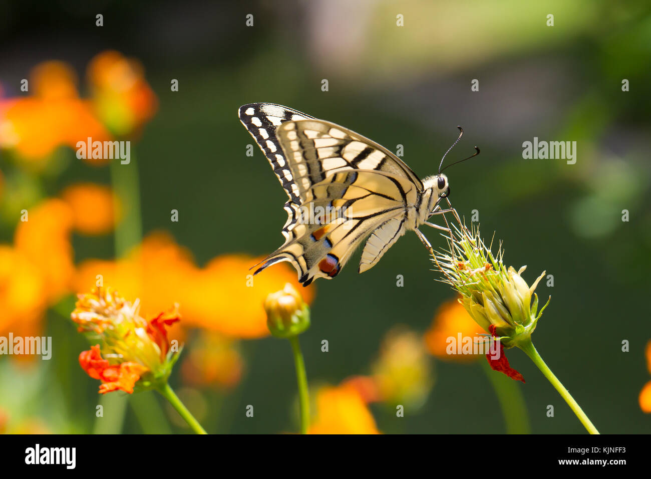Closeup butterfly on flower hi-res stock photography and images - Alamy
