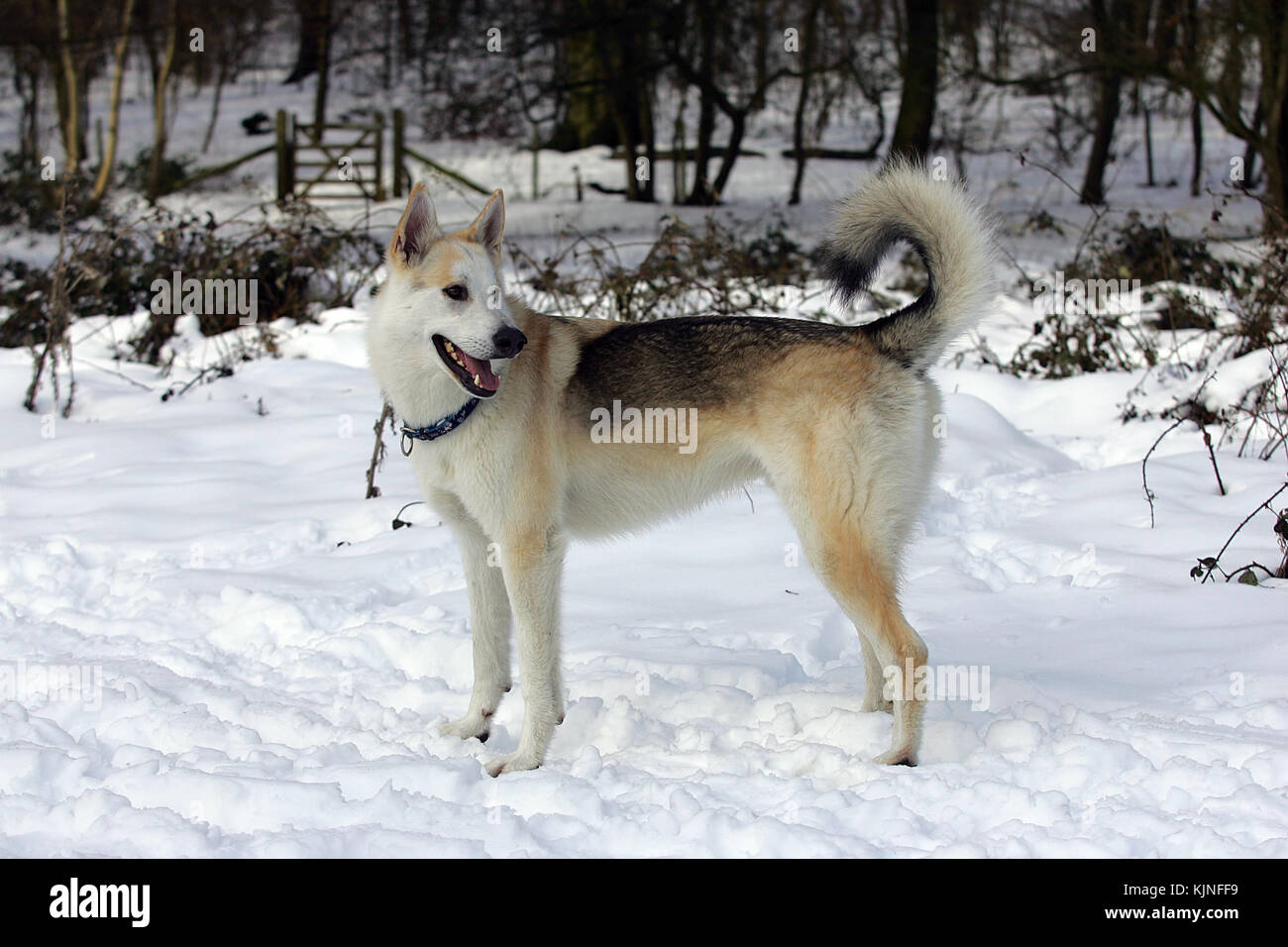 Inuit dog hi-res stock photography and images - Alamy