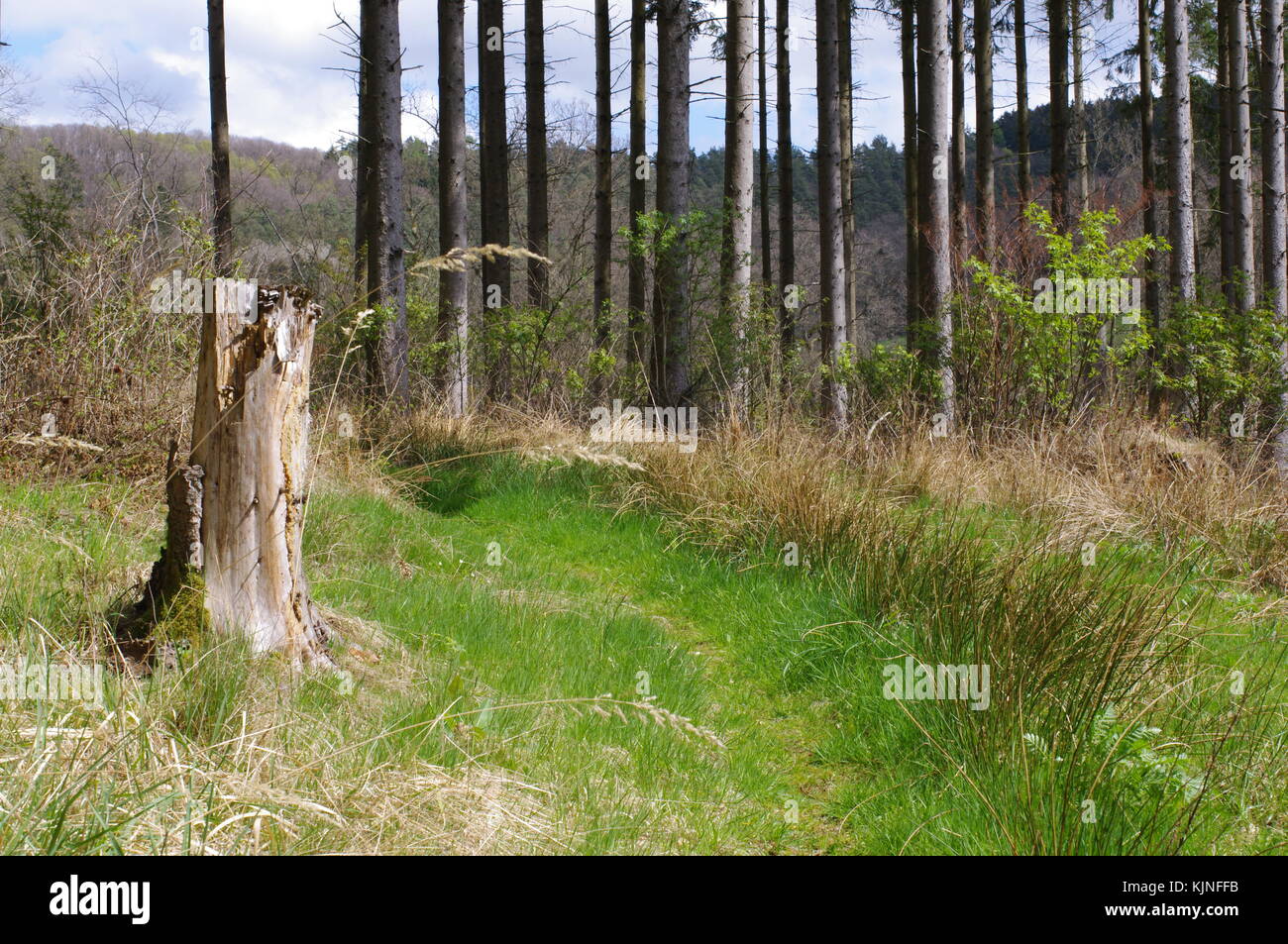 Different Trees at a forest landscape Stock Photo - Alamy
