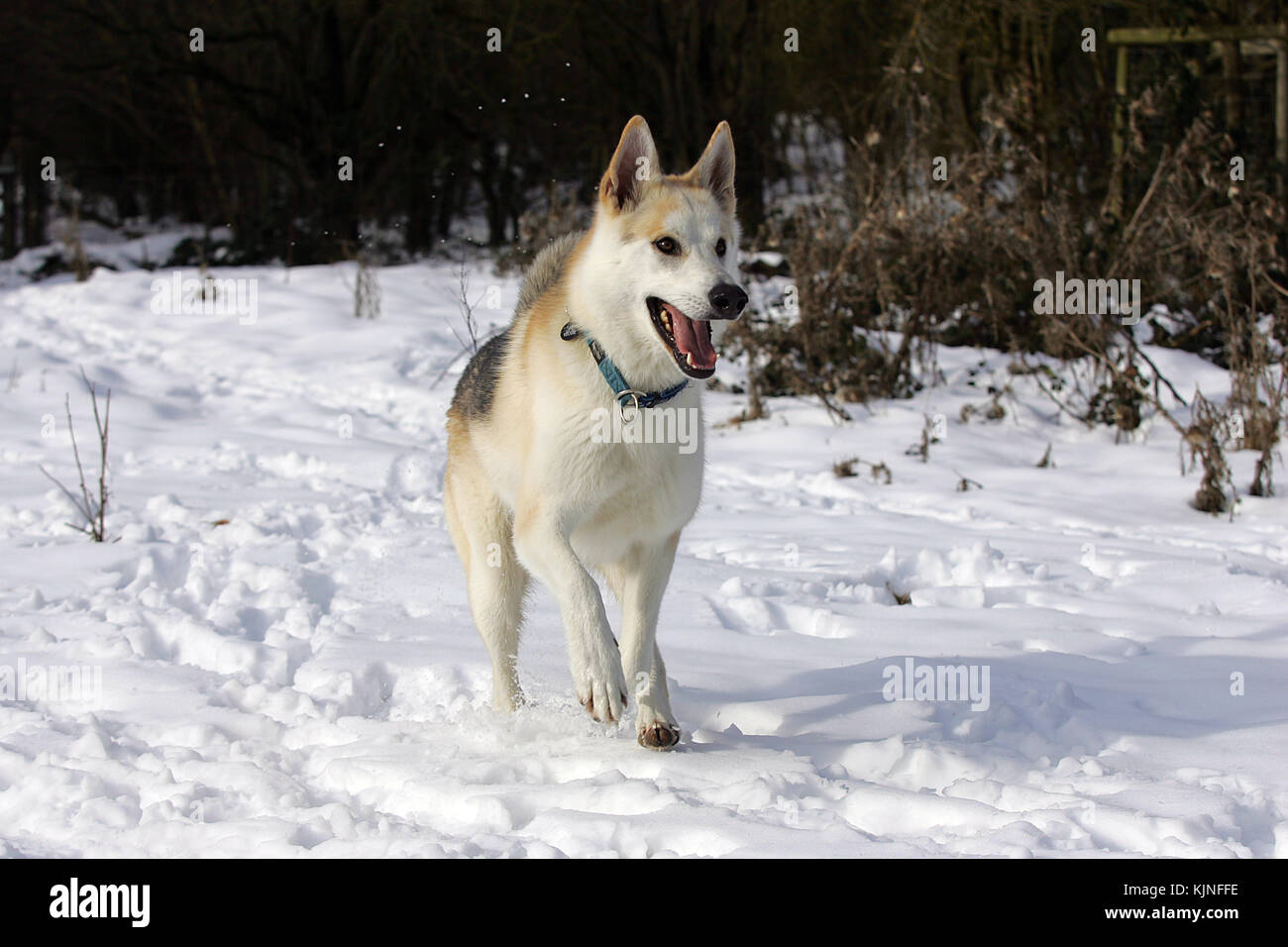 Inuit dog hi-res stock photography and images - Alamy