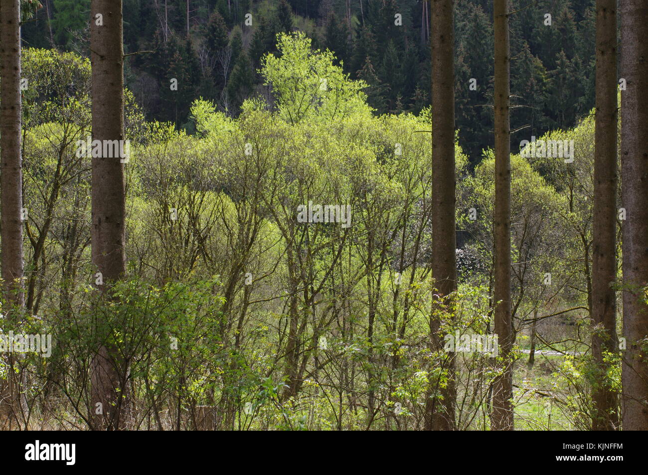 Different Trees at a forest landscape Stock Photo - Alamy
