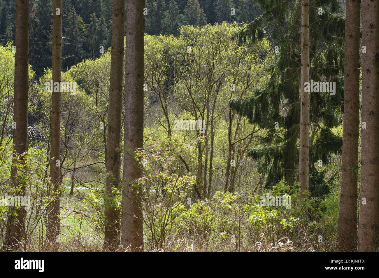 Different Trees at a forest landscape Stock Photo - Alamy