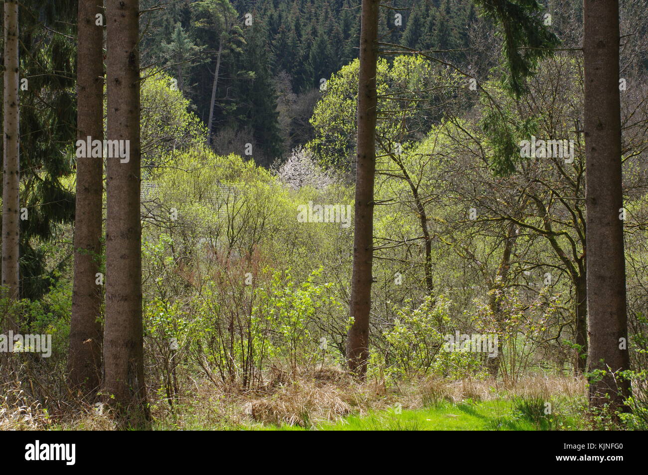 Different Trees at a forest landscape Stock Photo - Alamy