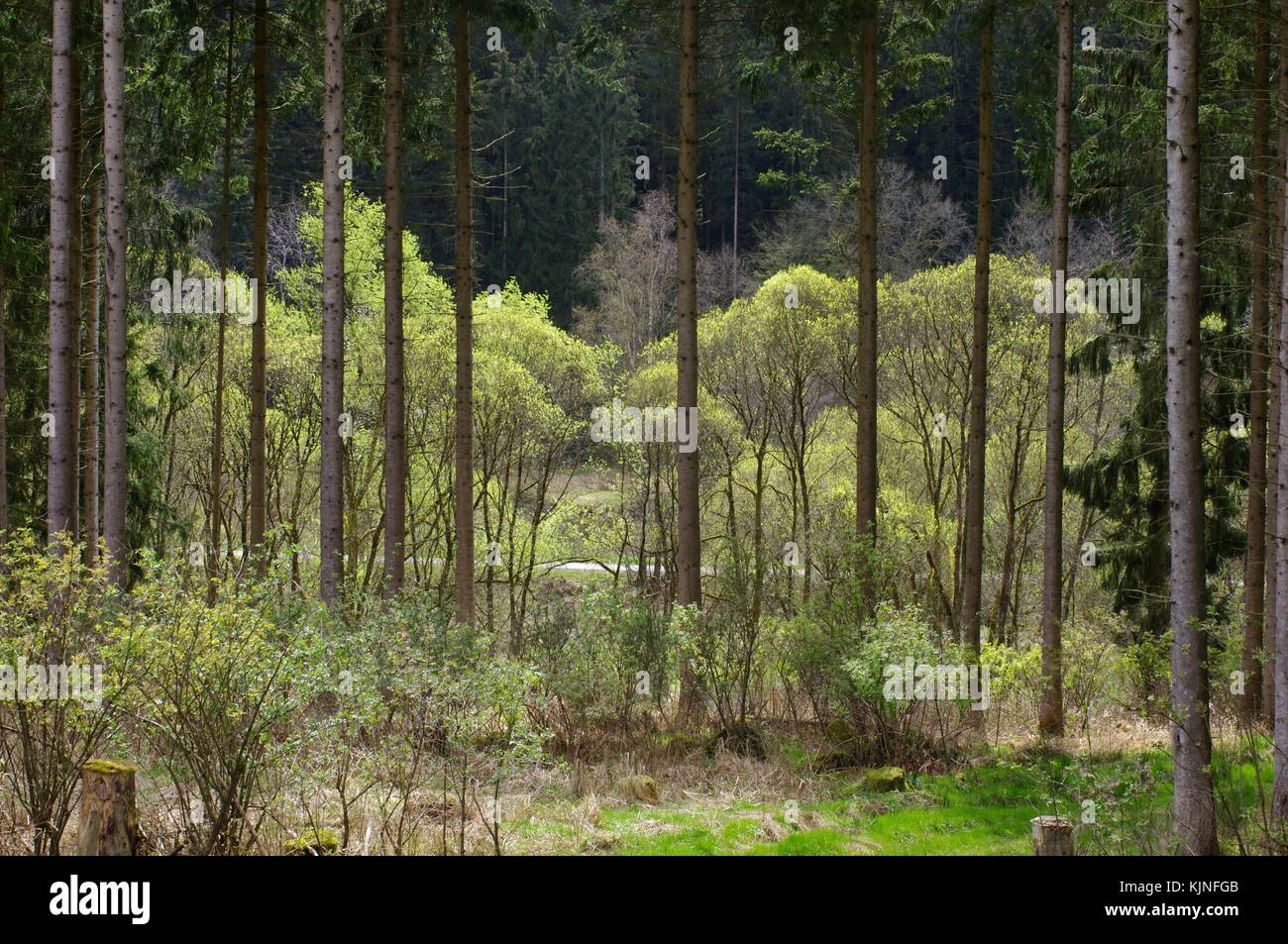 Different Trees at a forest landscape Stock Photo - Alamy