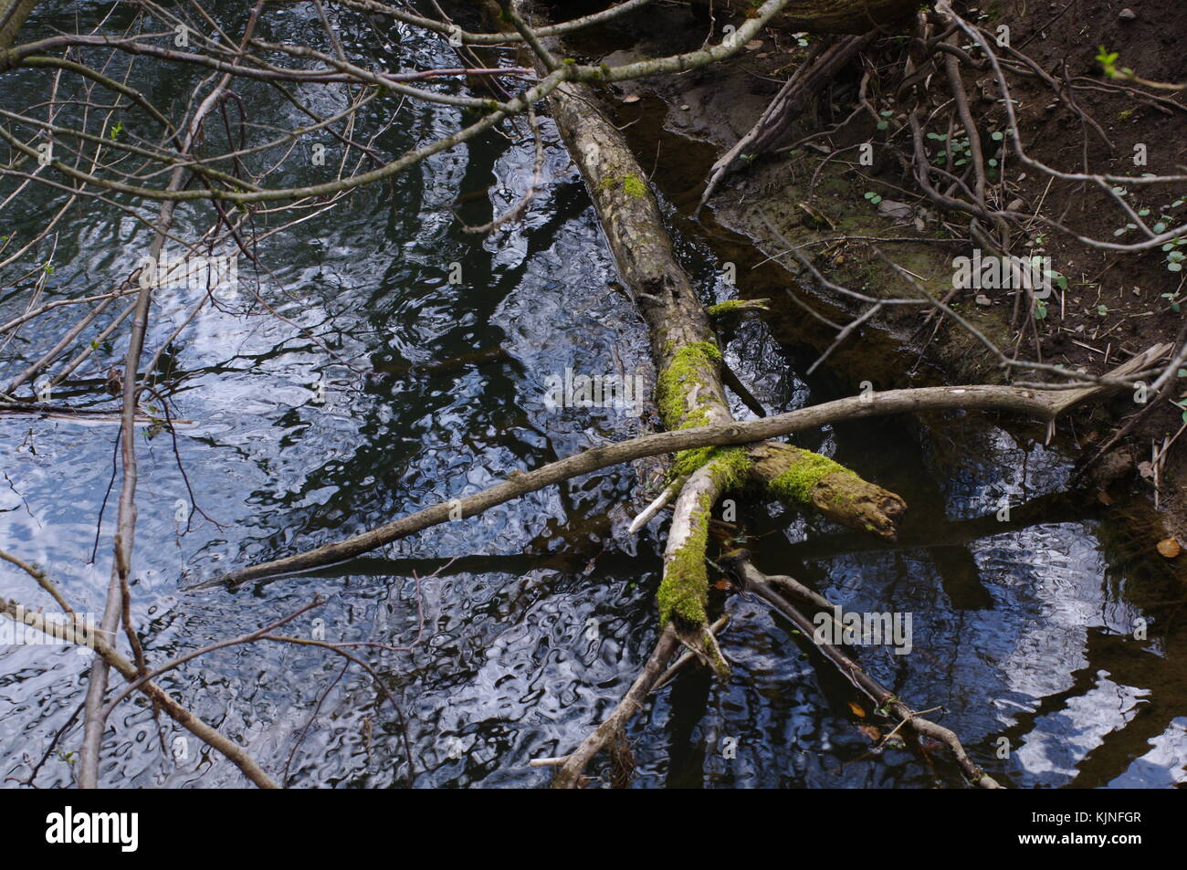 Rivulet during Spring Time Stock Photo - Alamy
