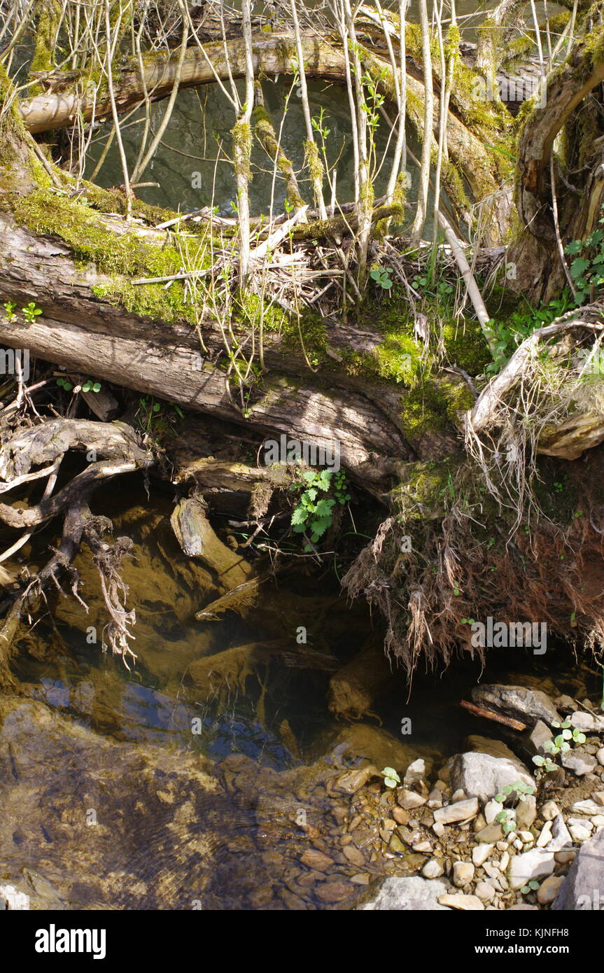 Rivulet during Spring Time Stock Photo - Alamy