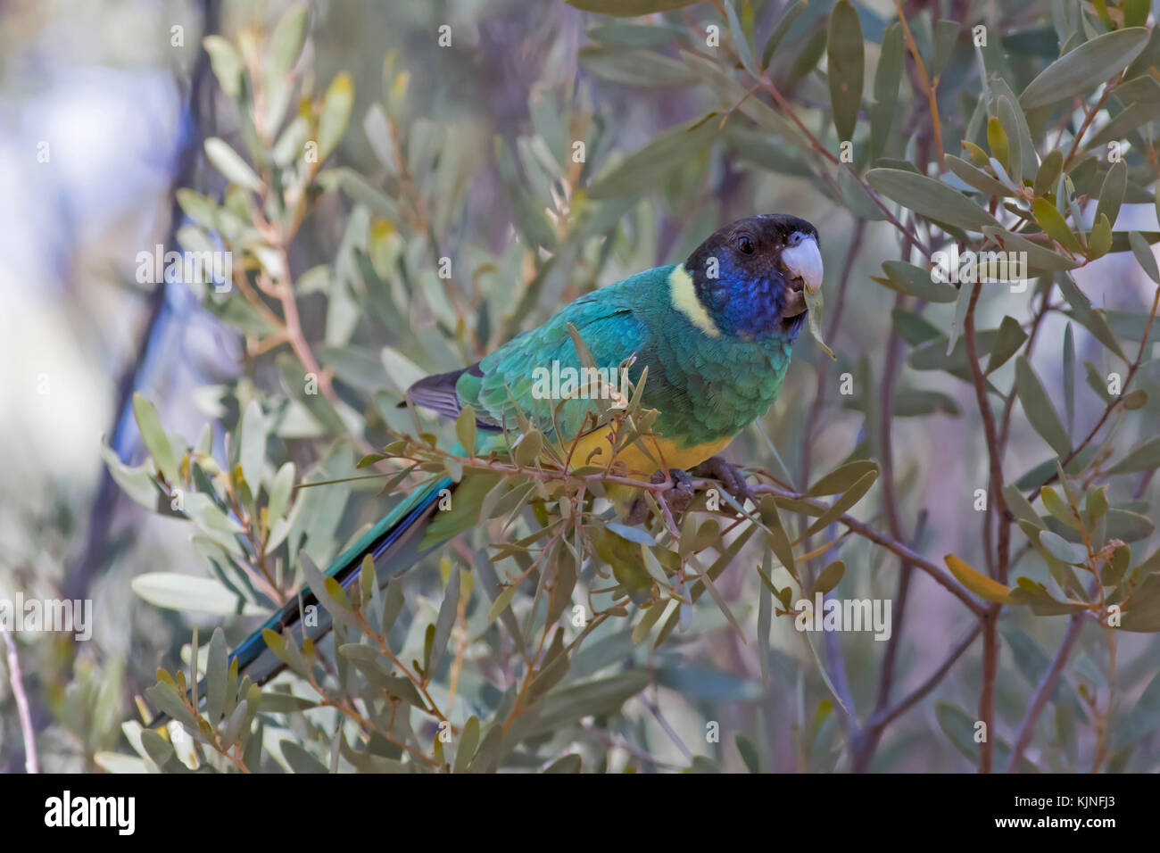 Australian Ringneck (Barnardius zonarius) AKA Port Lincoln Parrot Stock ...
