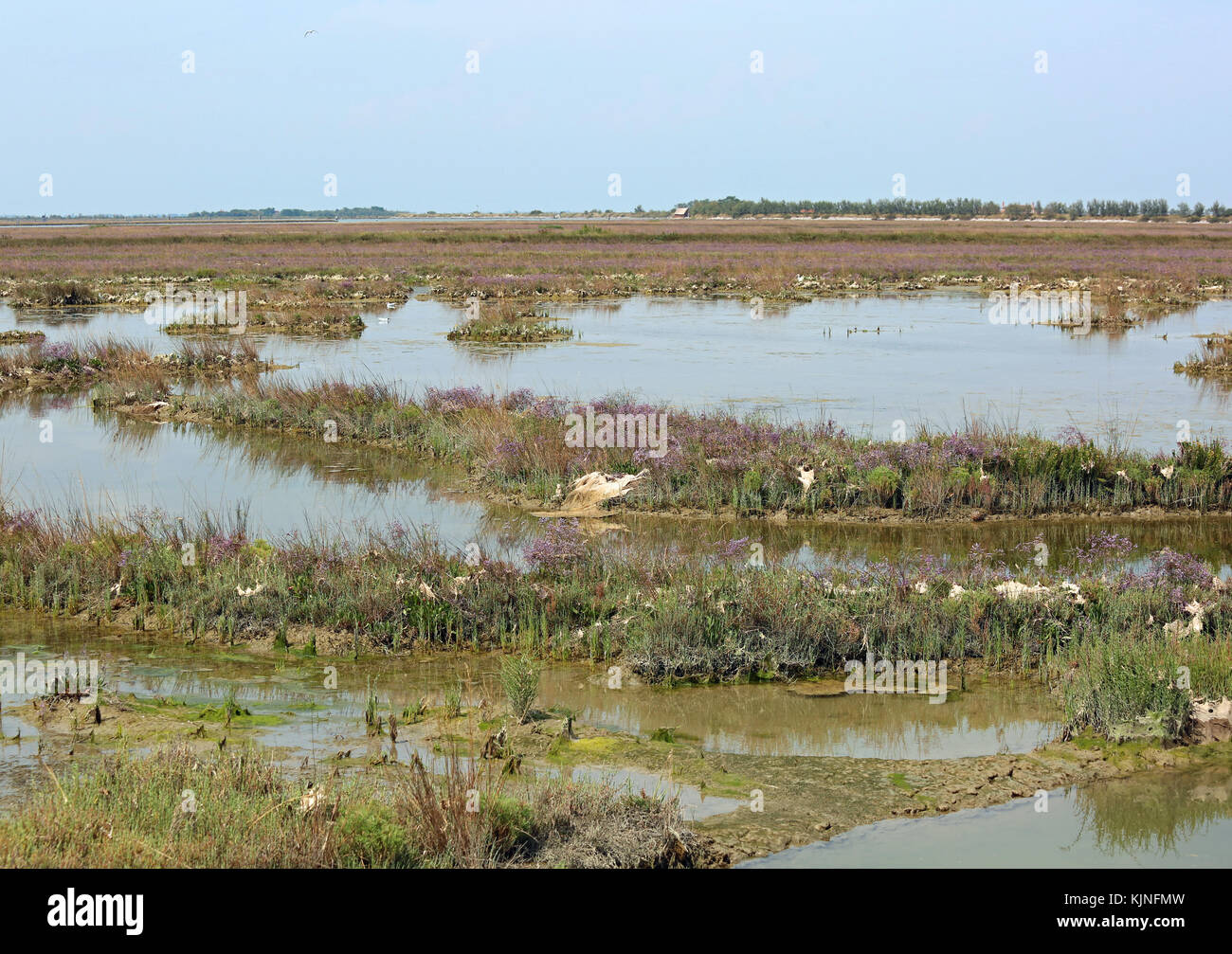 swampy wild landscape in the Venetian lagoon near Venice called MESOLE ...