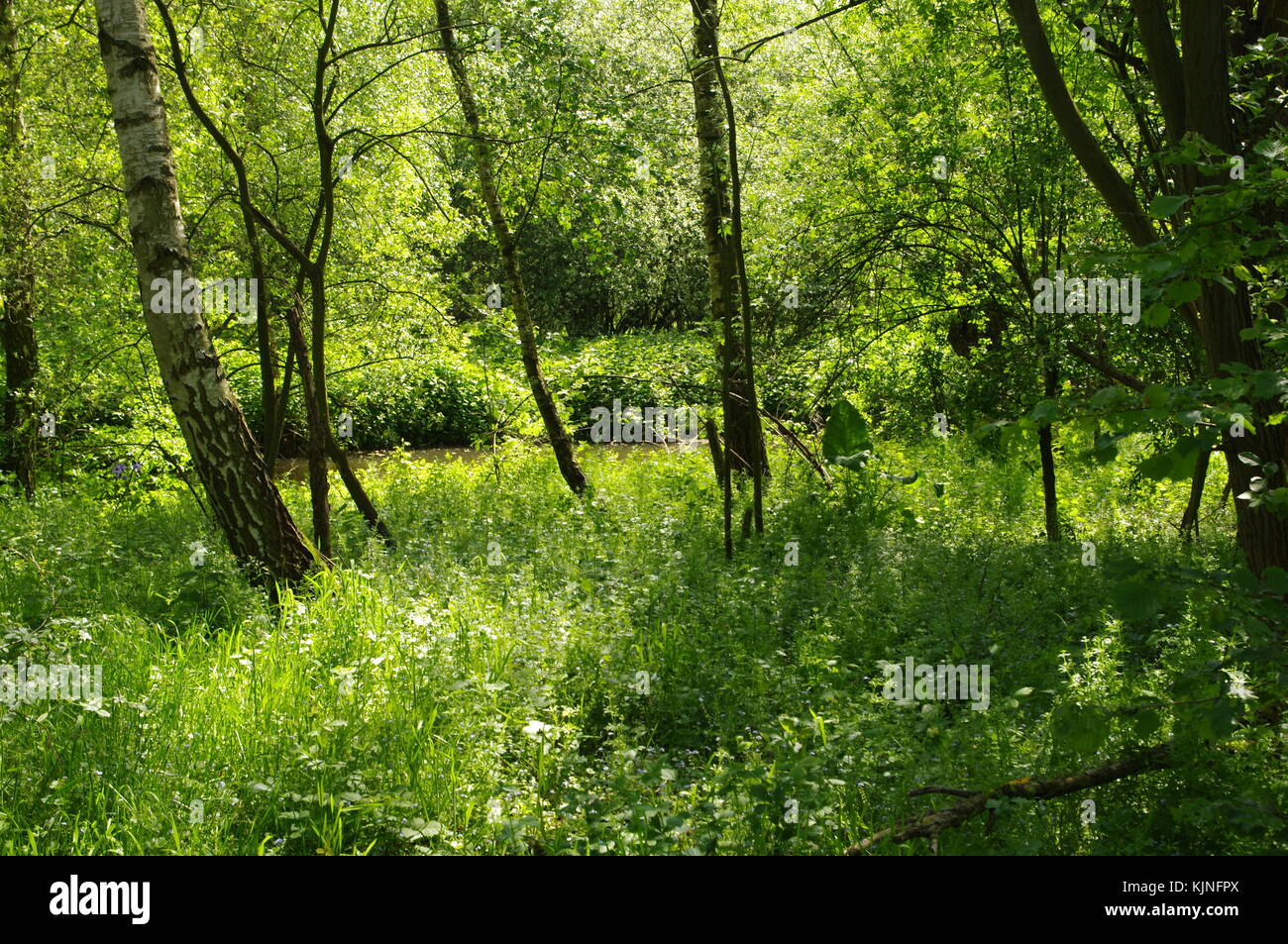 Light flooded forest with birch trees or similar Stock Photo - Alamy