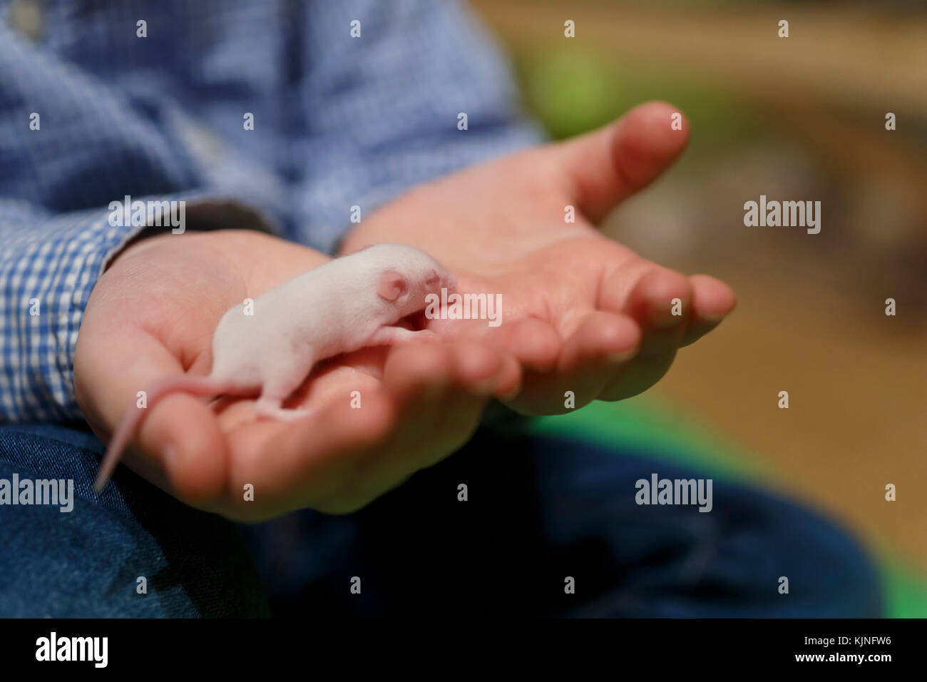 Little newborn mouse with closed eyes on child's hand Stock Photo - Alamy