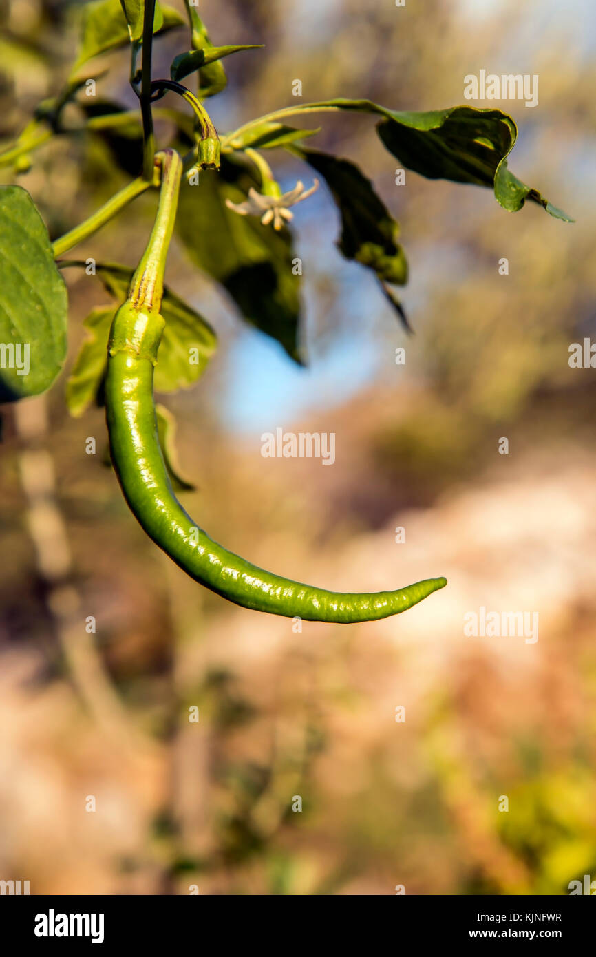 Green hot chili pepper hanging on the stem in the garden Stock Photo ...