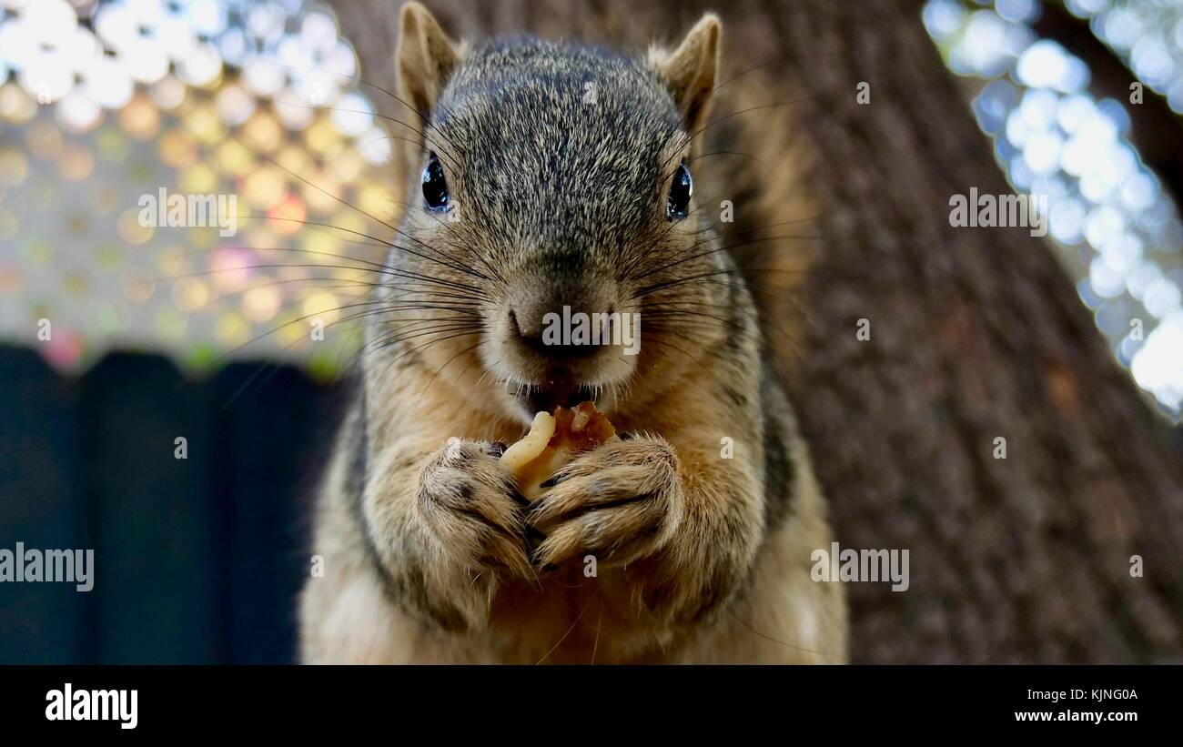 Squirrel enjoying a walnut in Los Angles CA Stock Photo - Alamy