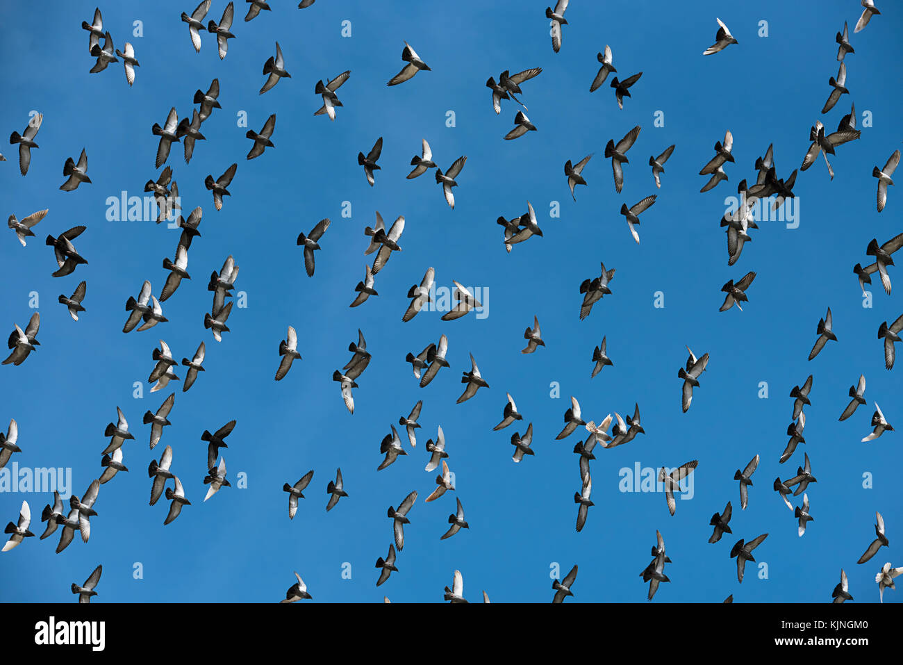 A large flock of pigeons in flight Stock Photo - Alamy