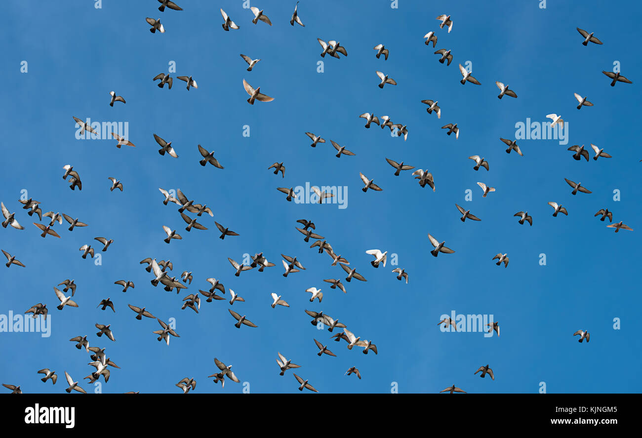 A large flock of pigeons in flight Stock Photo - Alamy