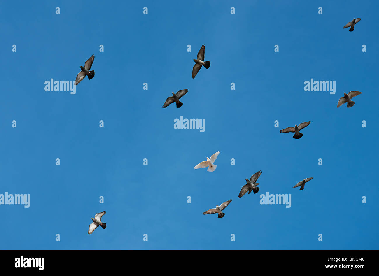 A large flock of pigeons in flight Stock Photo - Alamy
