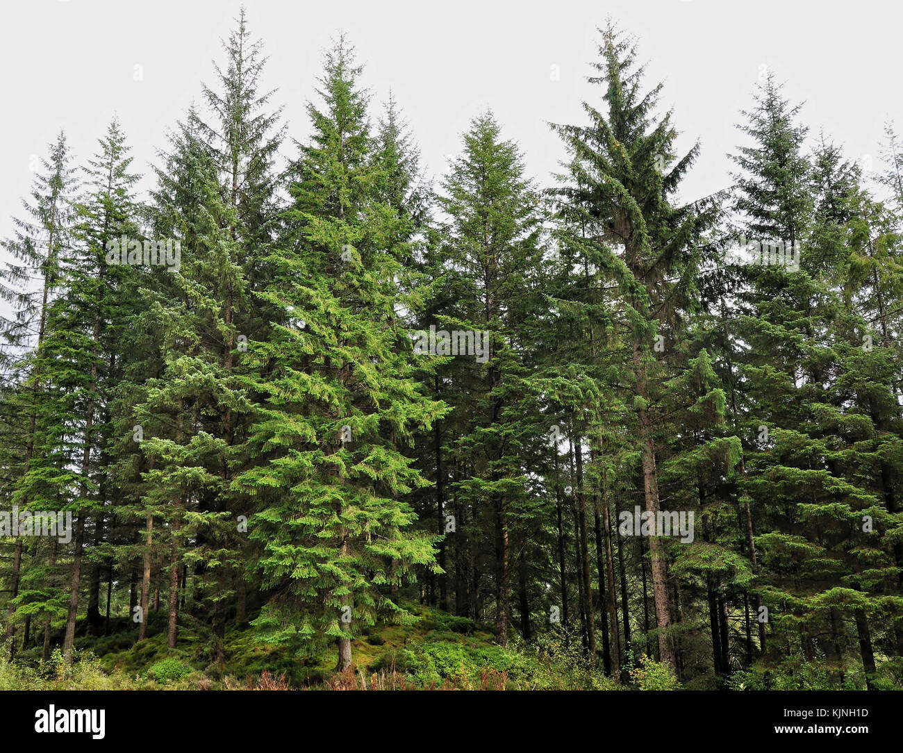 Scotland Forest Pine trees Stock Photo - Alamy