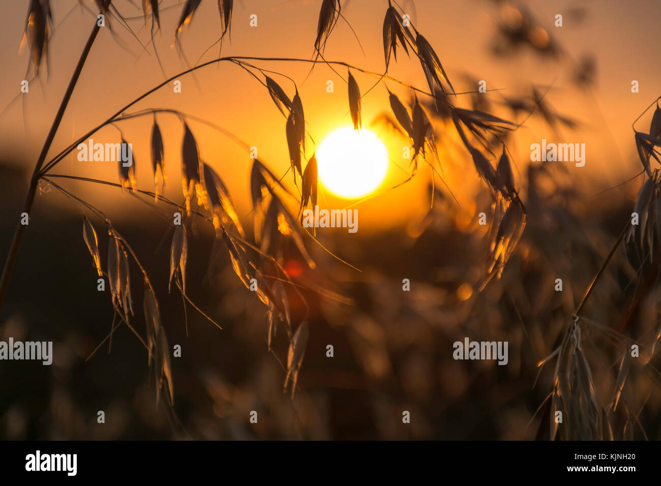 silhouette of grass seeds at sunset Stock Photo - Alamy
