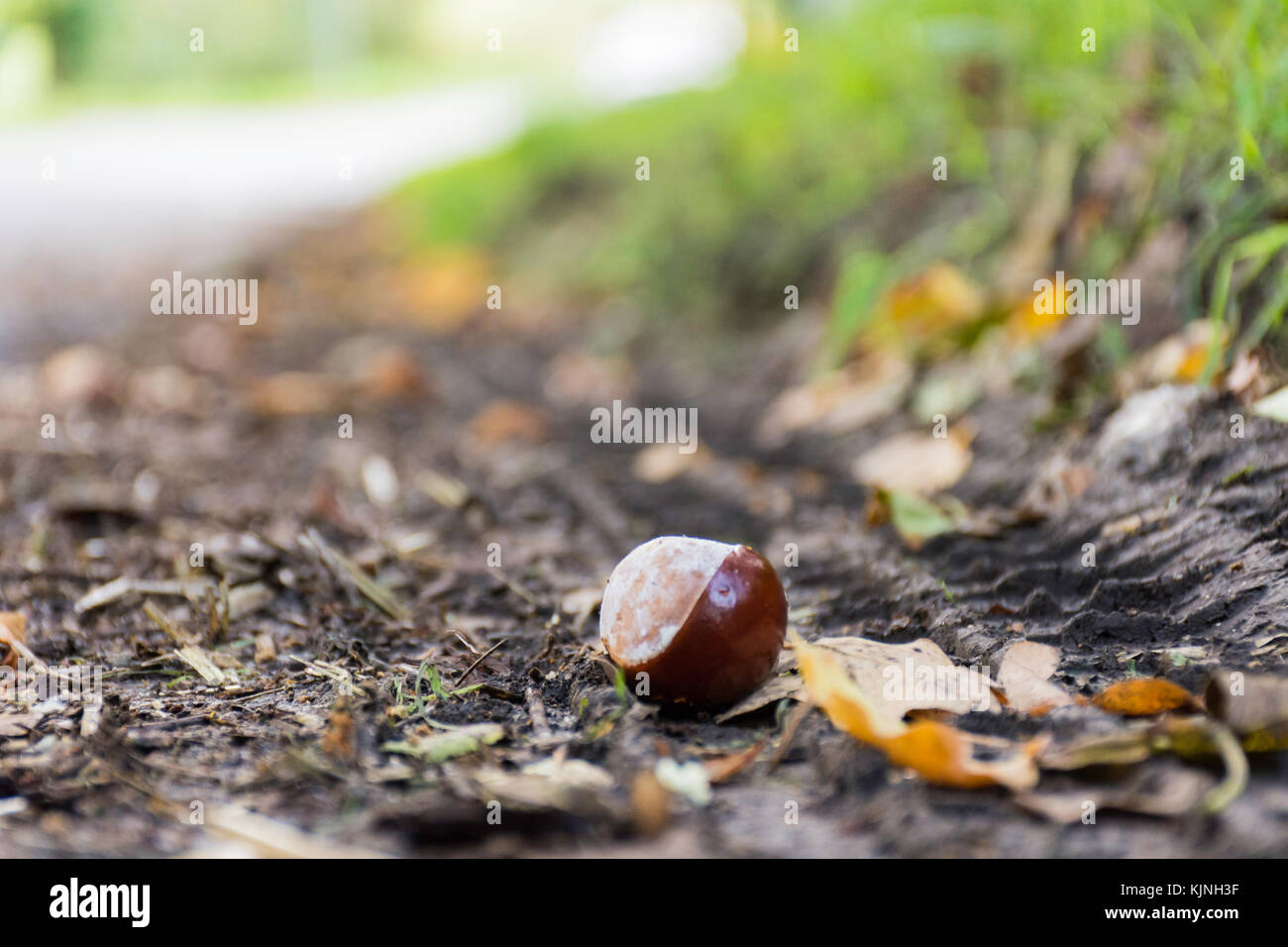 Conkers close up macro hi-res stock photography and images - Alamy
