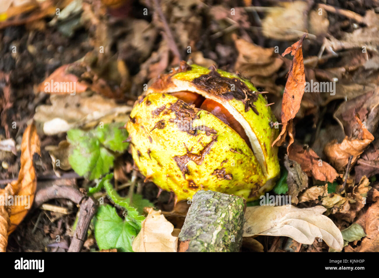 Conker in shell hi-res stock photography and images - Alamy