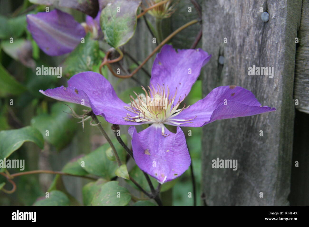 Wood and flower Stock Photo - Alamy