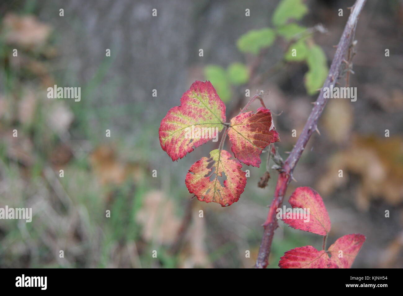 Stunning and sharp Stock Photo - Alamy