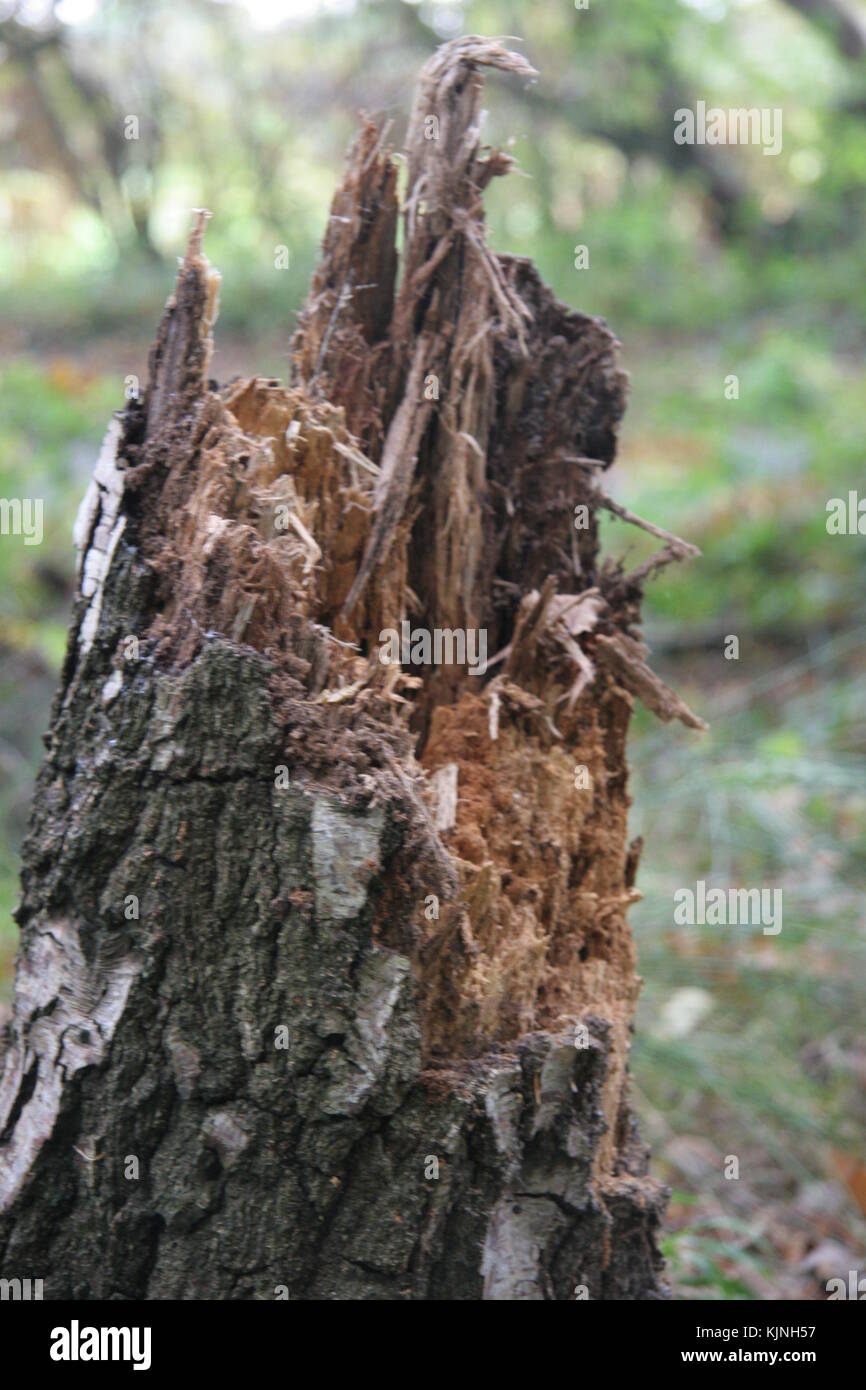 Splintered tree texture hi-res stock photography and images - Alamy