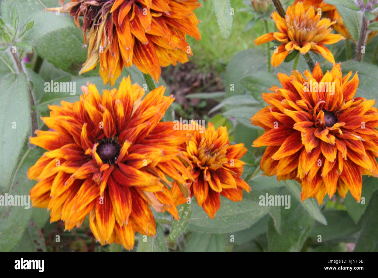 Summer in winter Stock Photo - Alamy
