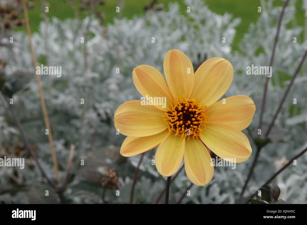 Subtle warmth hi-res stock photography and images - Alamy