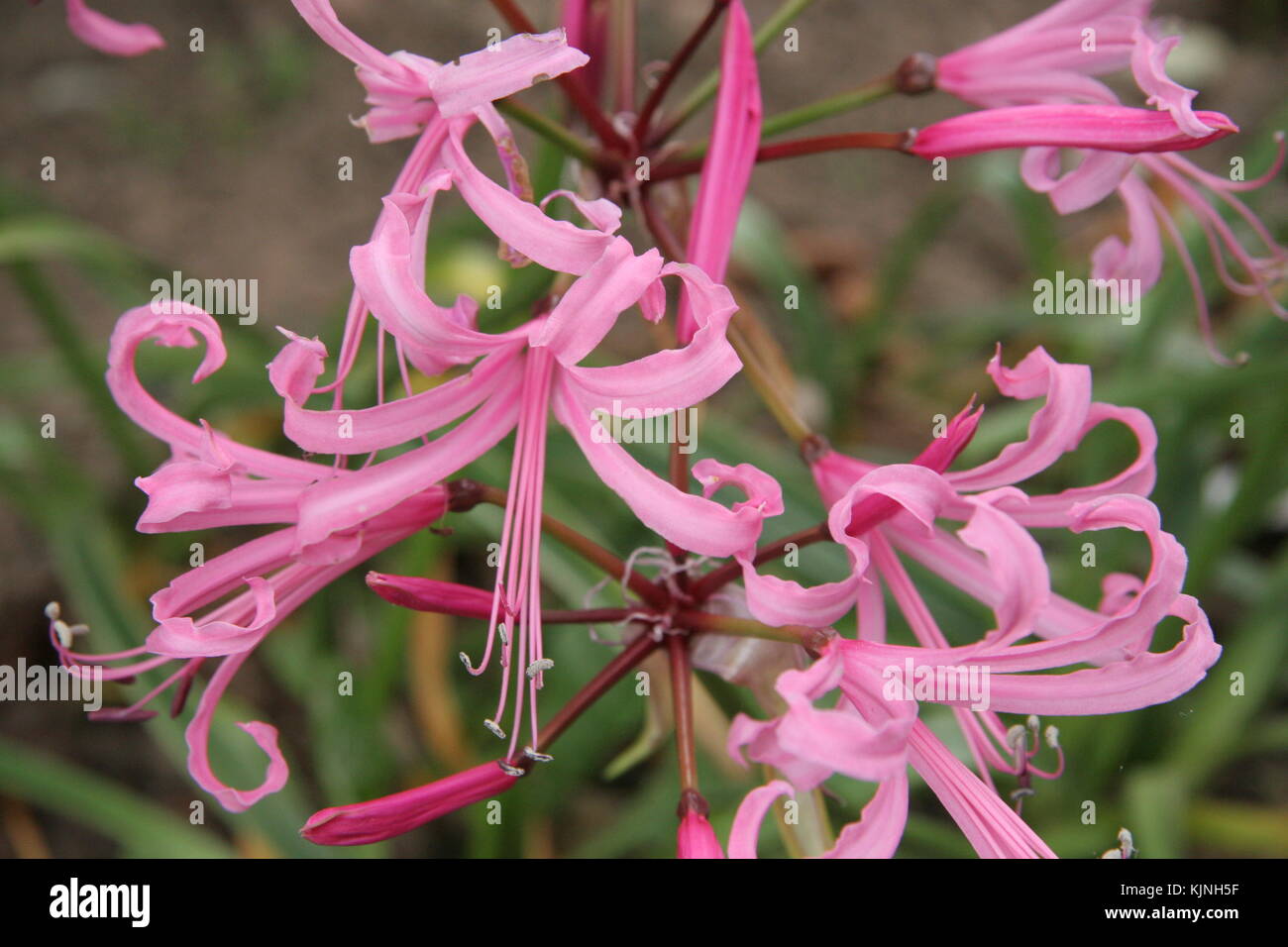 October Pink Flower Stock Photo - Alamy