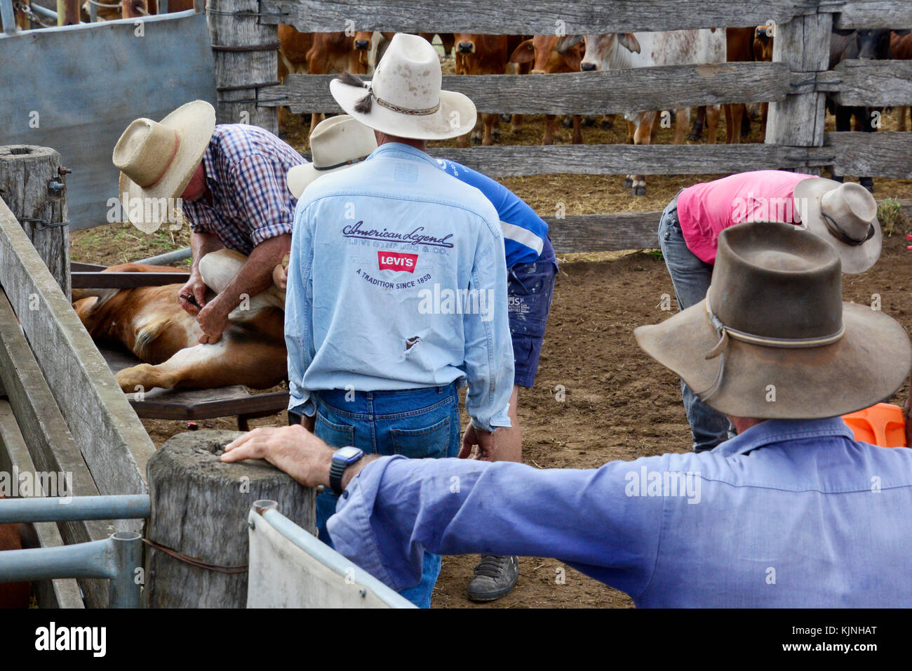 Australian Cattle Station High Resolution Stock Photography and Images ...